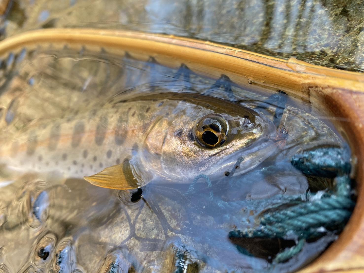 Tenkara fishing season has opened for 2026!! - NIKKO TENKARA